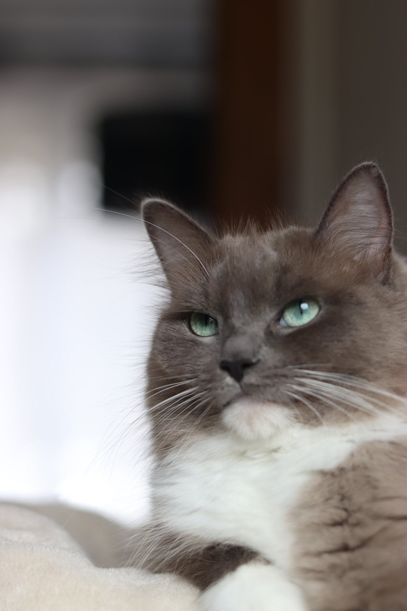 Xalya femelle ragdoll Blue Sepia Mitted | Chatterie d'Axellyne