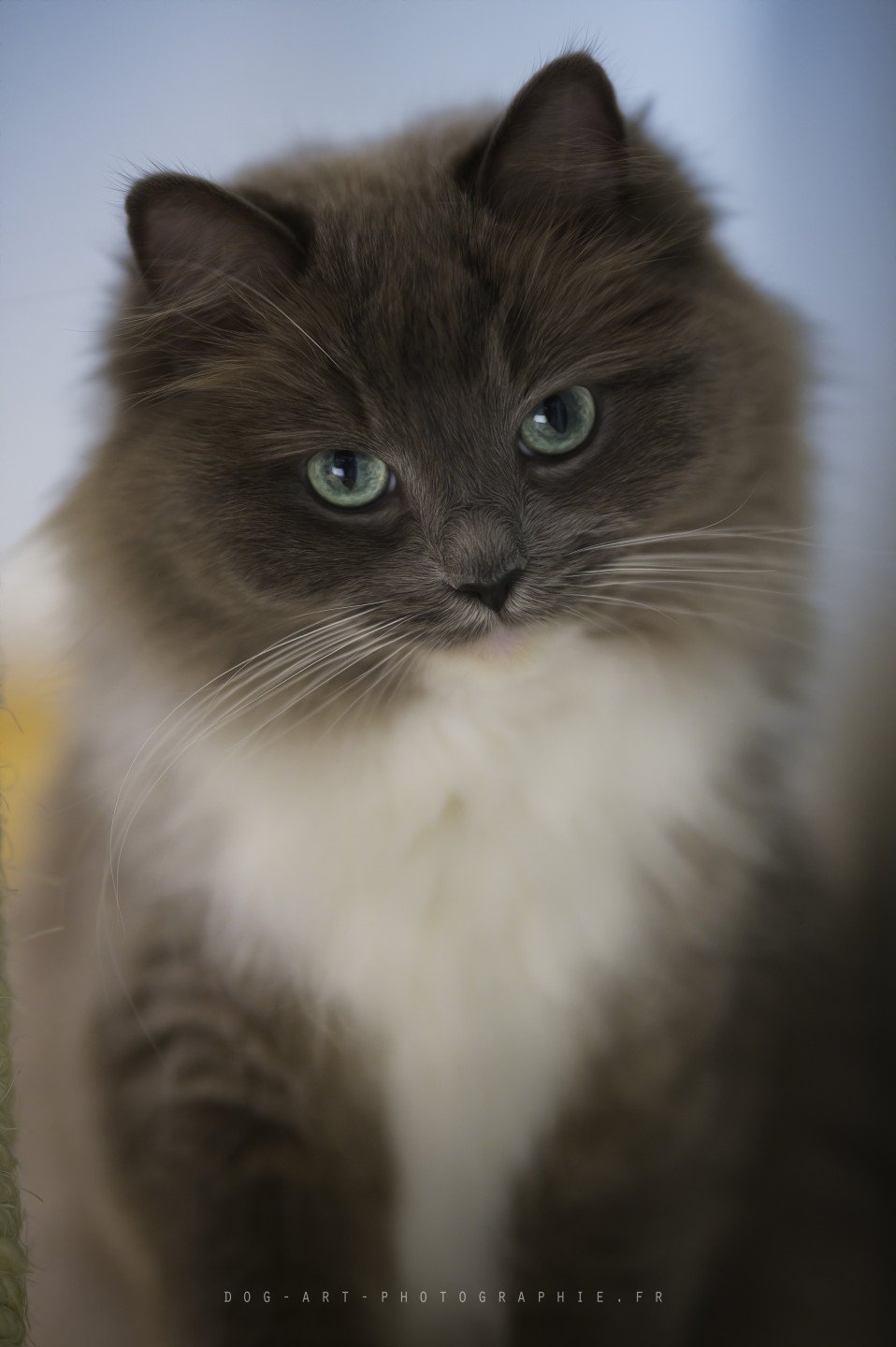 Xalya femelle ragdoll Blue Sepia Mitted | Chatterie d'Axellyne